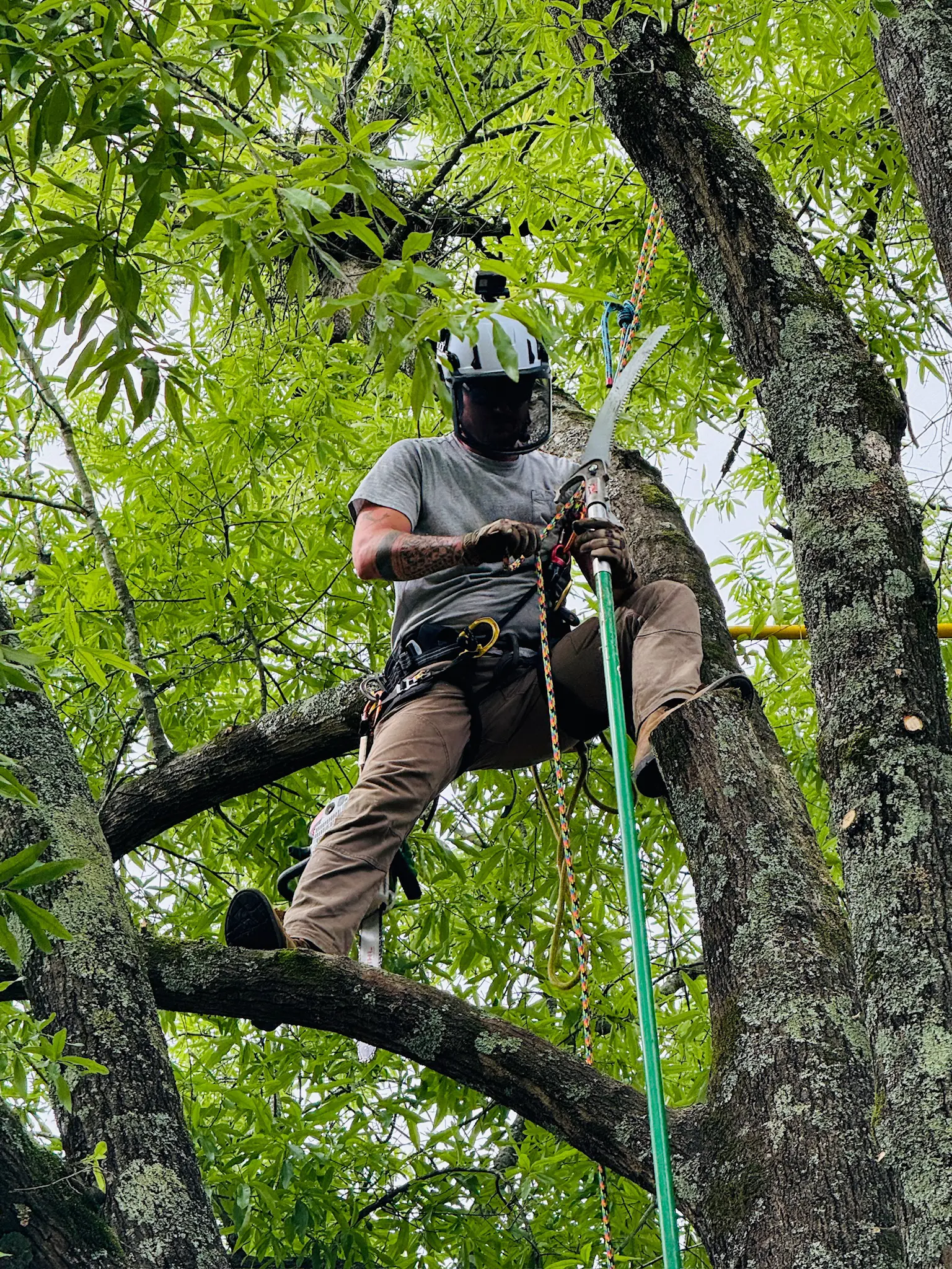 Pruning Power: What to Trim Now for Memphis Spring Gardens